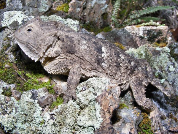 Lizards – Tucson Herpetological Society