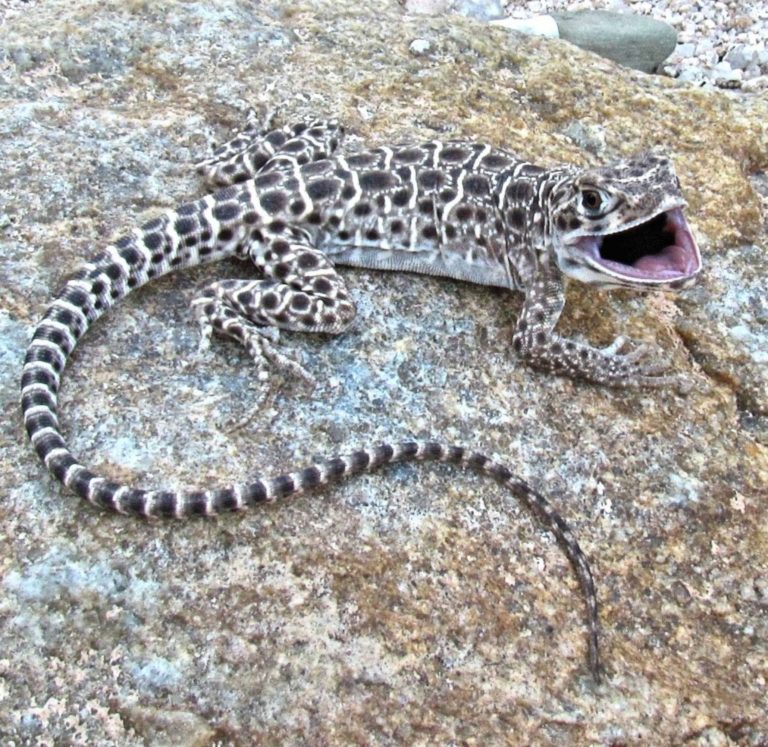 Lizards – Tucson Herpetological Society