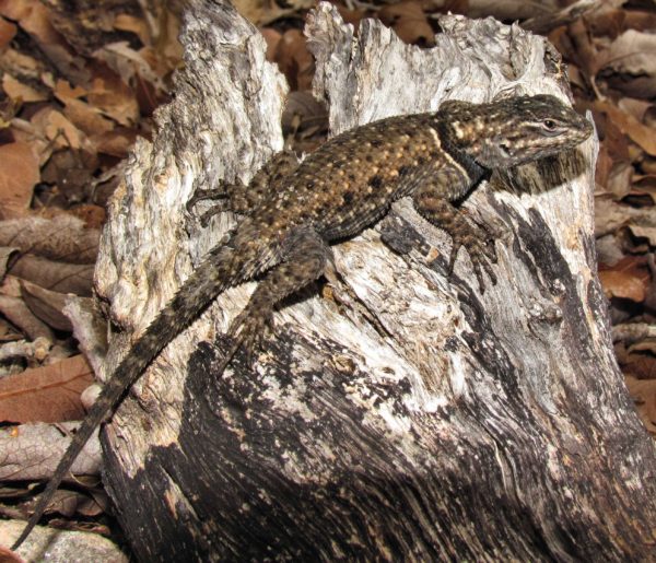 Lizards – Tucson Herpetological Society