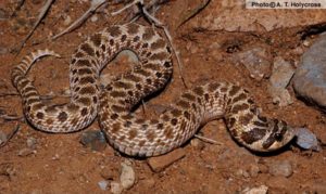 Snakes – Tucson Herpetological Society