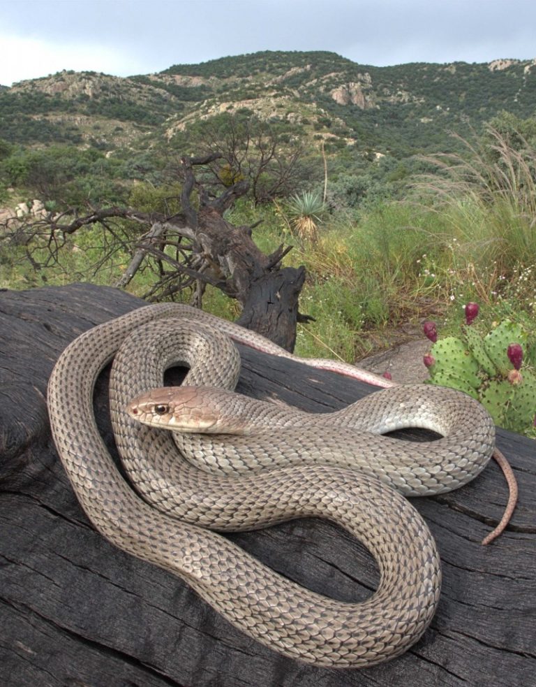 Snakes – Tucson Herpetological Society
