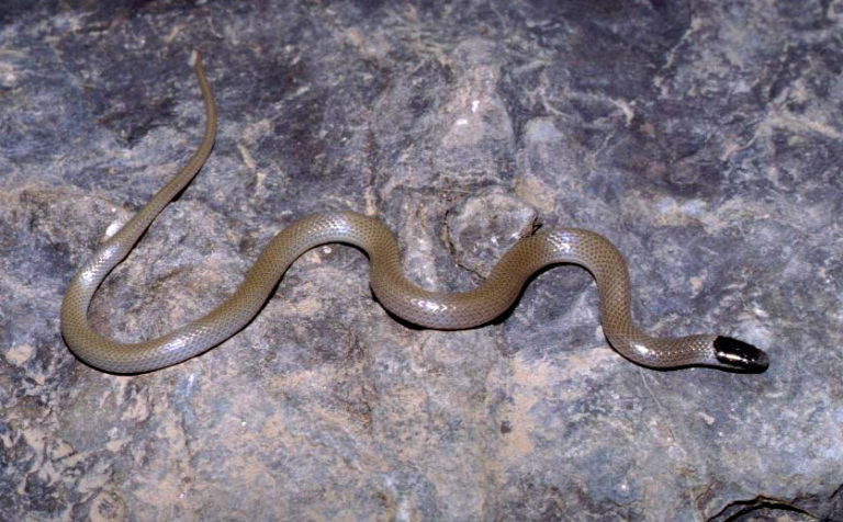 Snakes – Tucson Herpetological Society