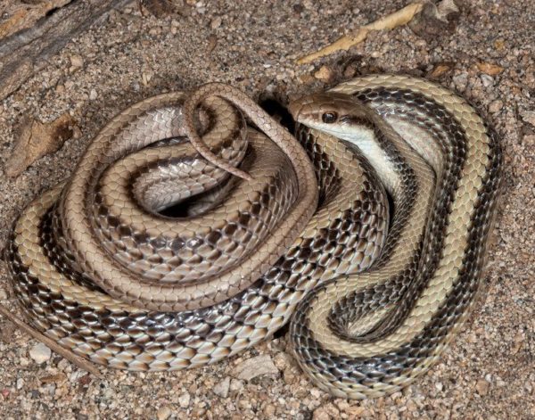Snakes – Tucson Herpetological Society