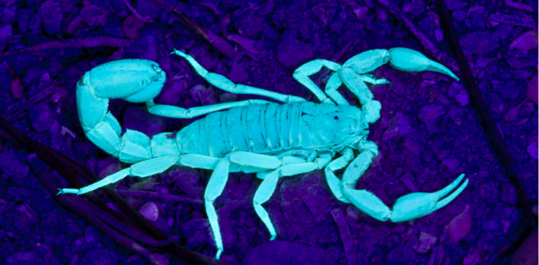 Field Trip: Scorpions of the Tucson Mountains and Avra Valley – Tucson ...