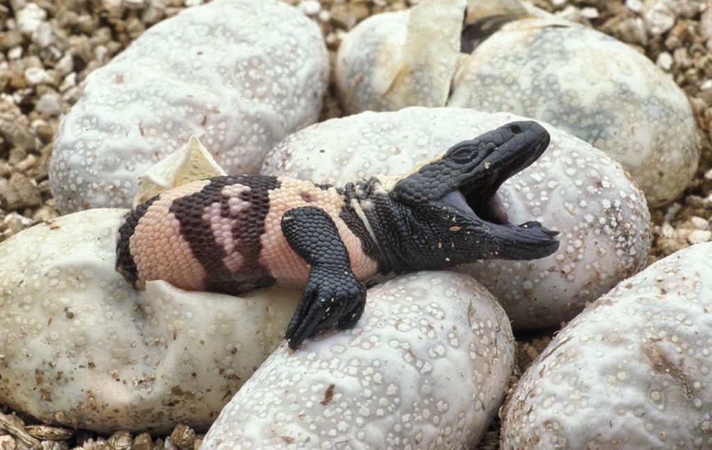 Tucson Herpetological Society – Conservation, Research, Education